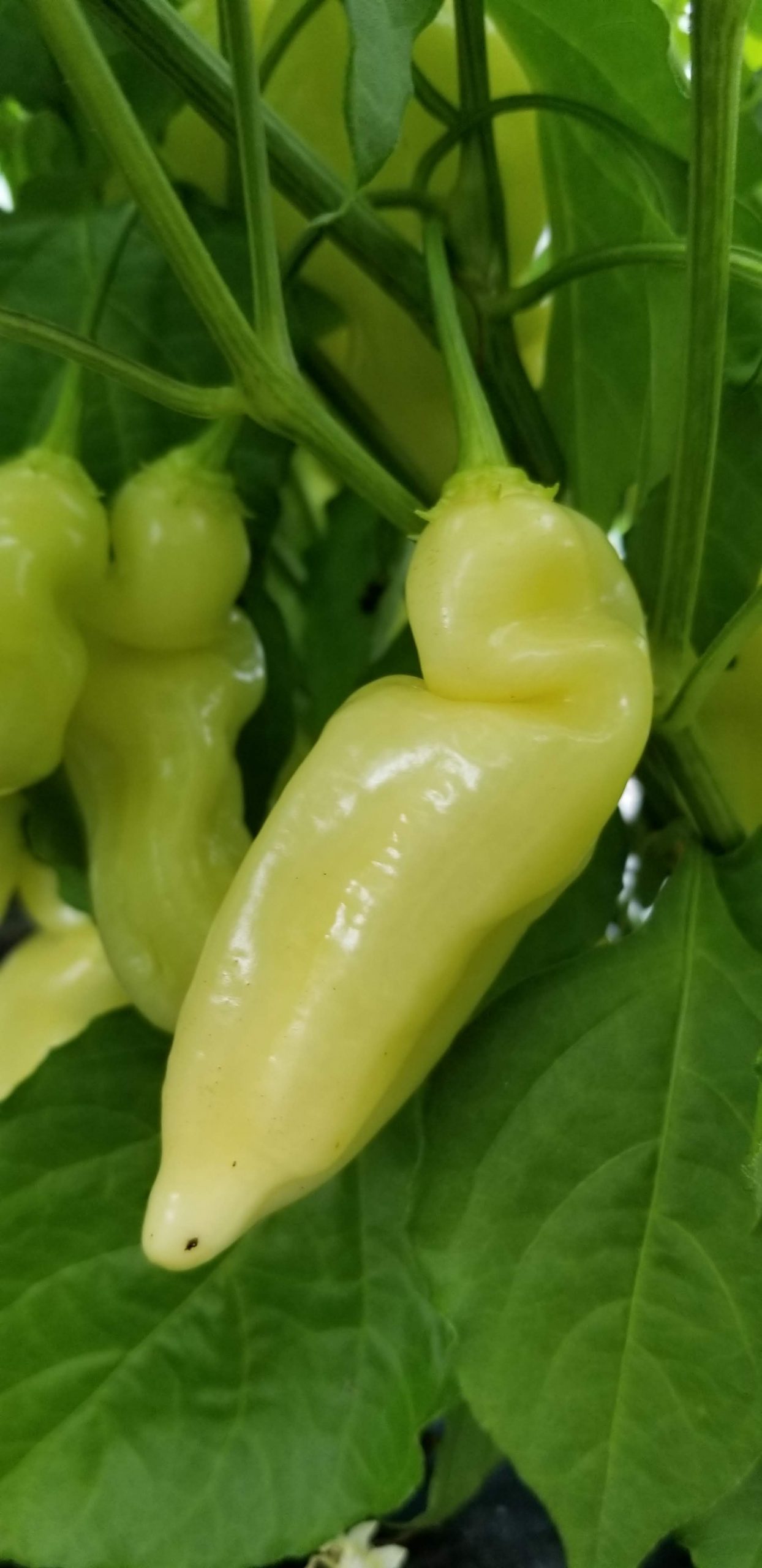Sugar Rush Peach Hot Pepper - Gaia Organics