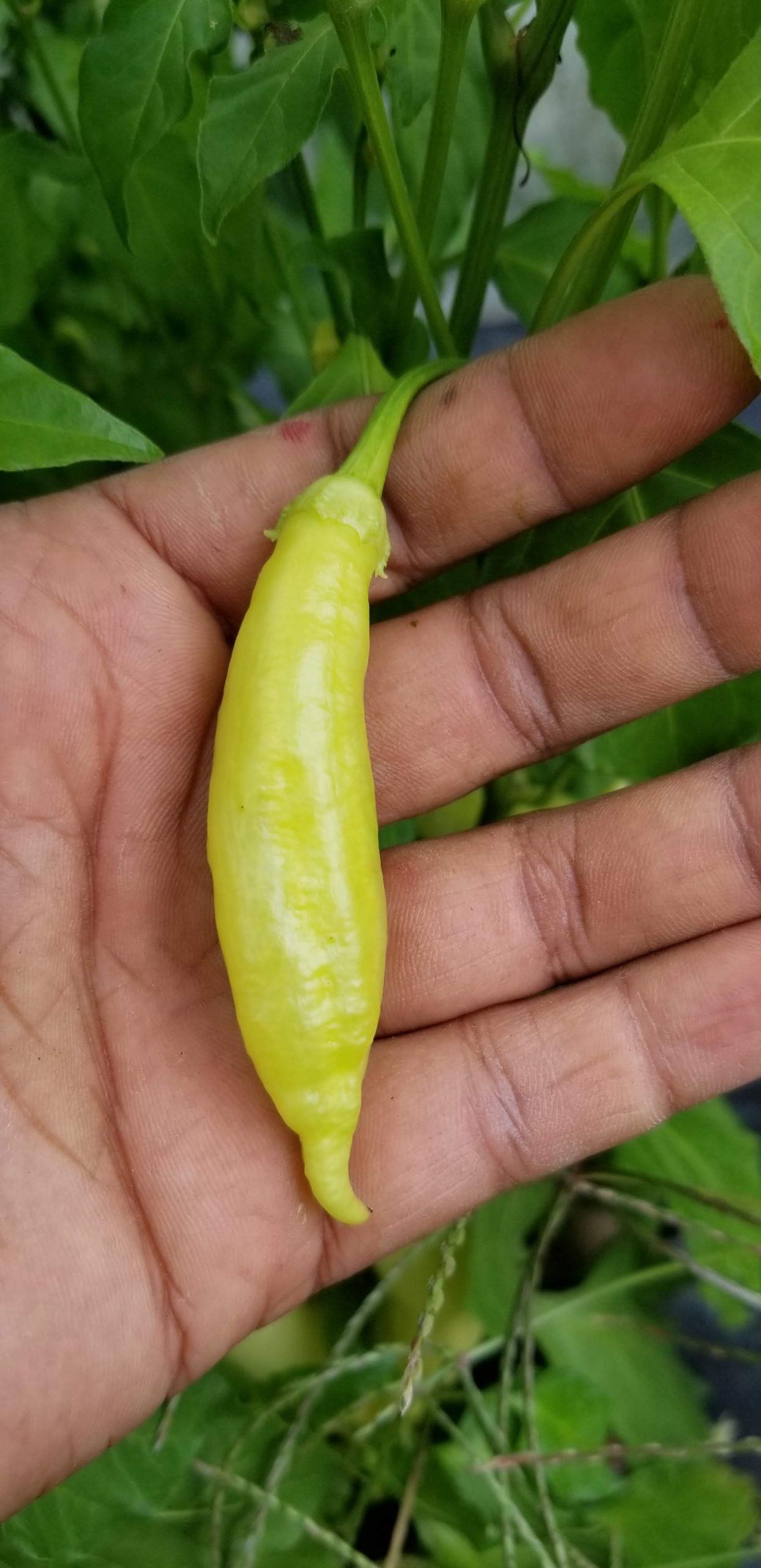 Sugar Rush Peach Hot Pepper - Gaia Organics