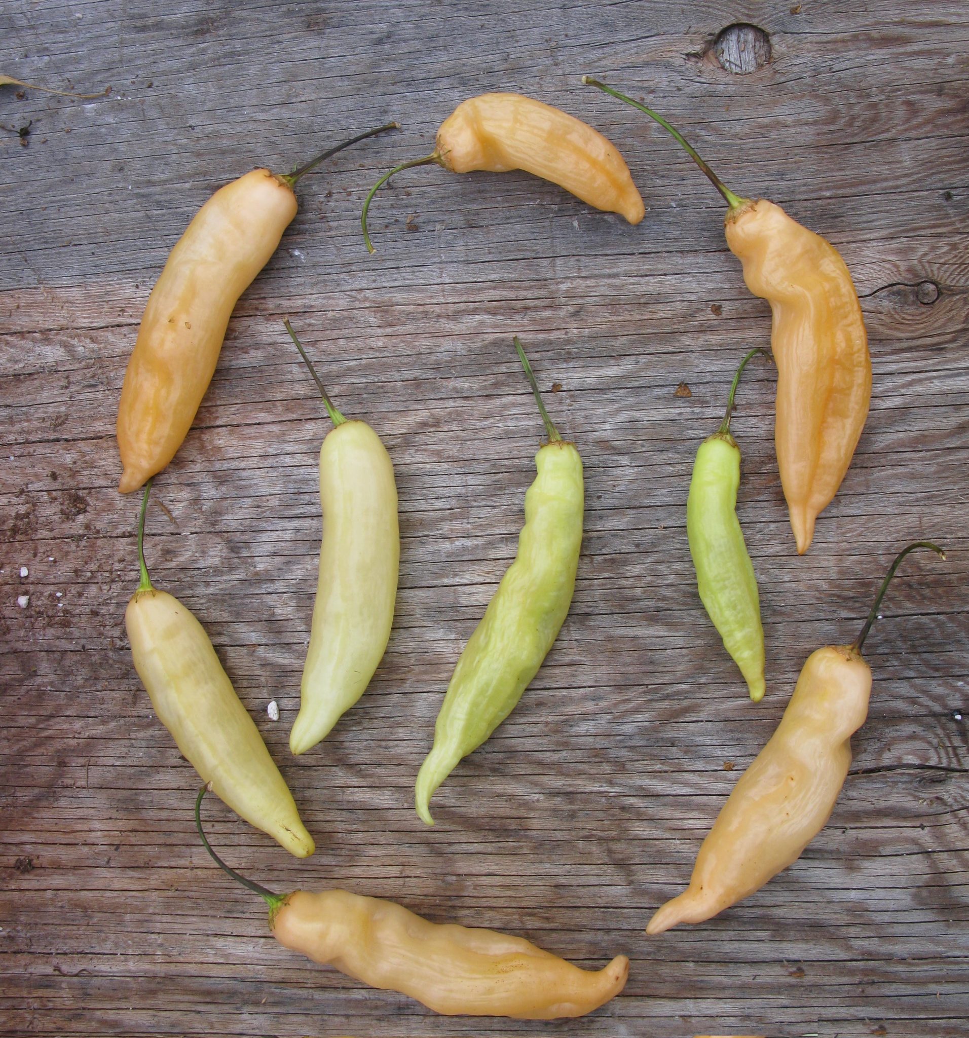 Sugar Rush Peach Hot Pepper - Gaia Organics