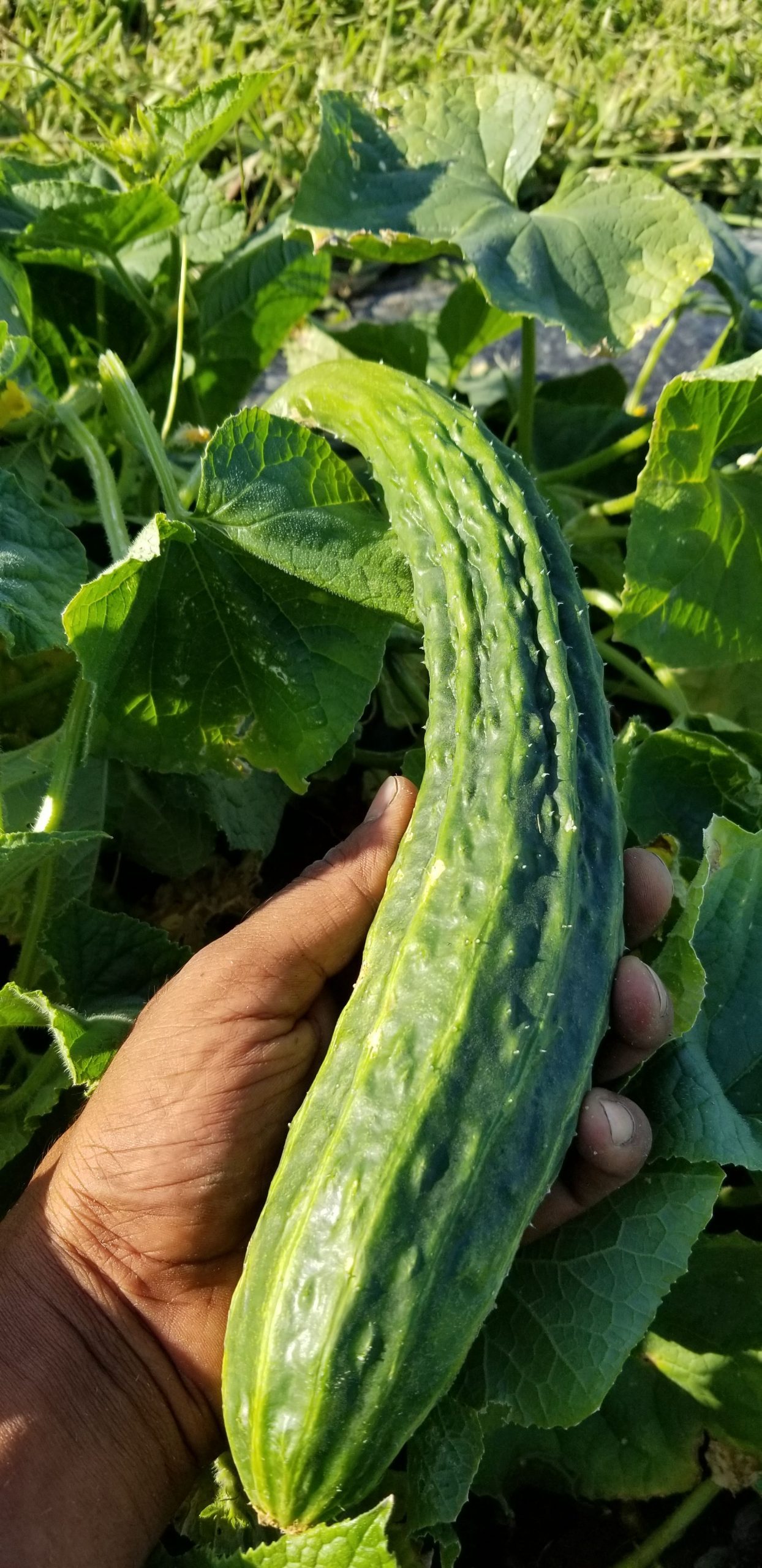Suyo Long Cucumber - Gaia Organics