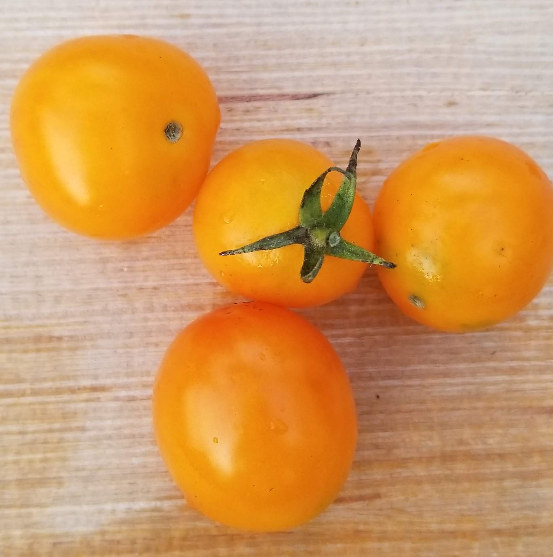 Sweet Orange Tomato - Gaia Organics