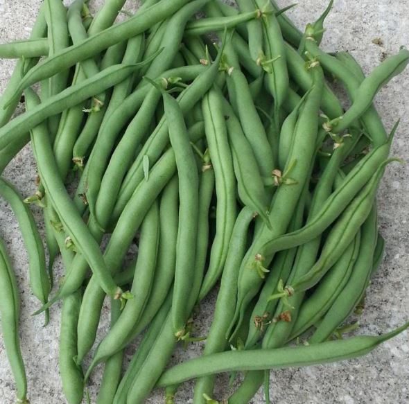 Tender Green Bean - Gaia Organics