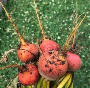 Touchstone Gold Beet - Gaia Organics