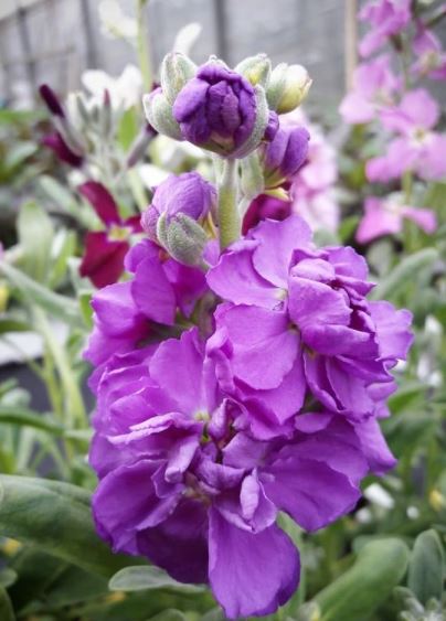 Vintage Stock Mix - Gaia Organics