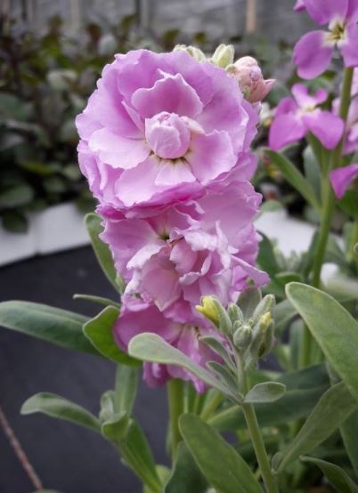 Vintage Stock Mix - Gaia Organics