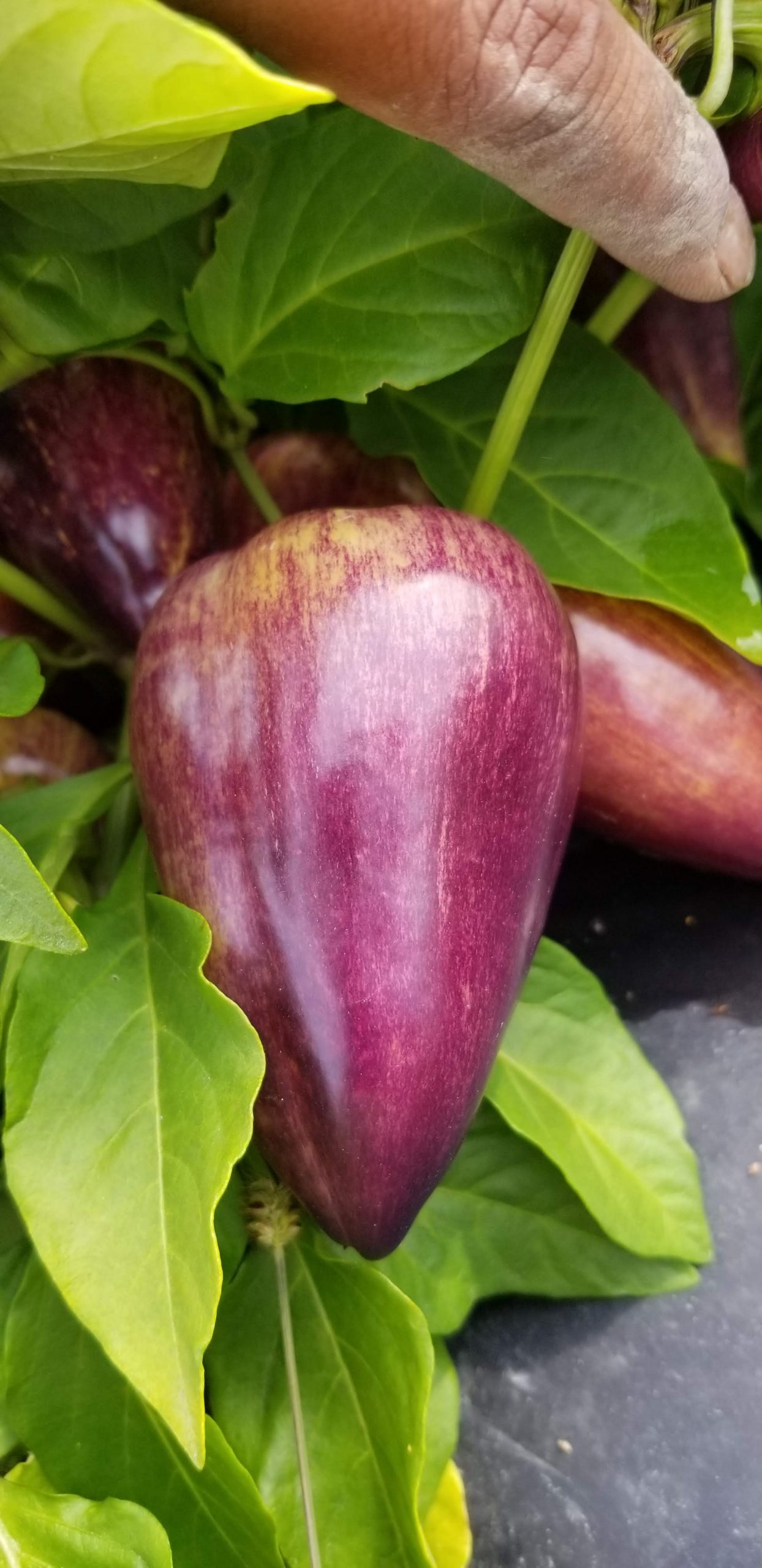 Violet Sparkle Sweet Pepper - Gaia Organics
