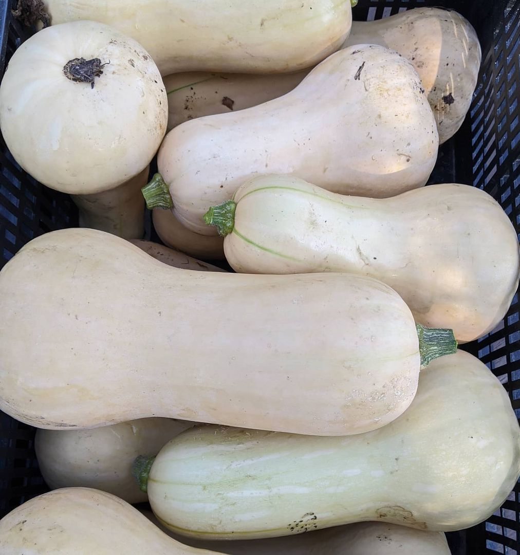 Waltham Butternut Squash - Gaia Organics