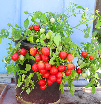 Whippersnapper Tomato - Gaia Organics