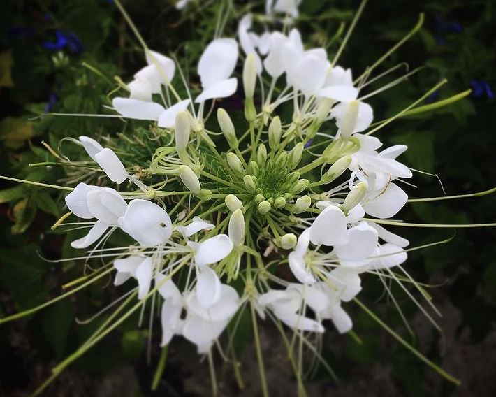 White Queen Cleome - Gaia Organics
