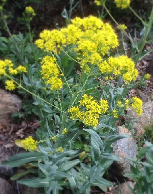 Woad - Gaia Organics