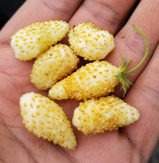 Yellow Wonder Strawberry - Gaia Organics