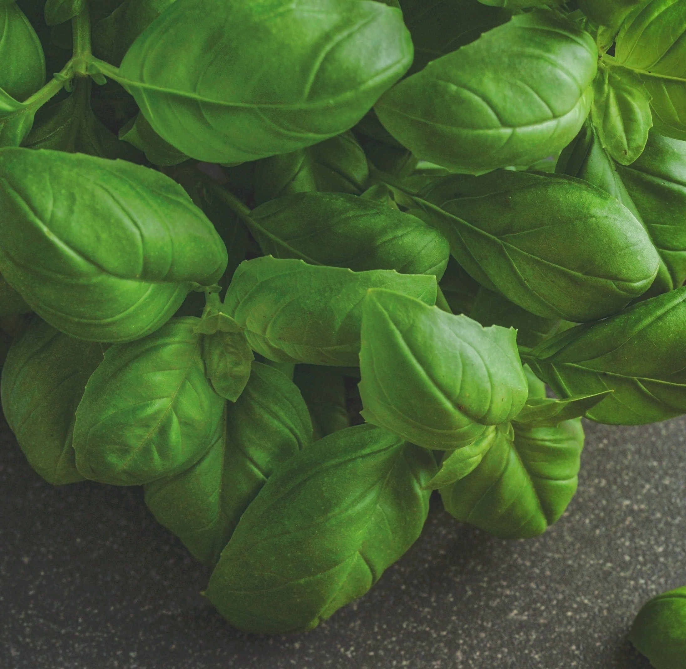 Genovese Basil - Gaia Organics