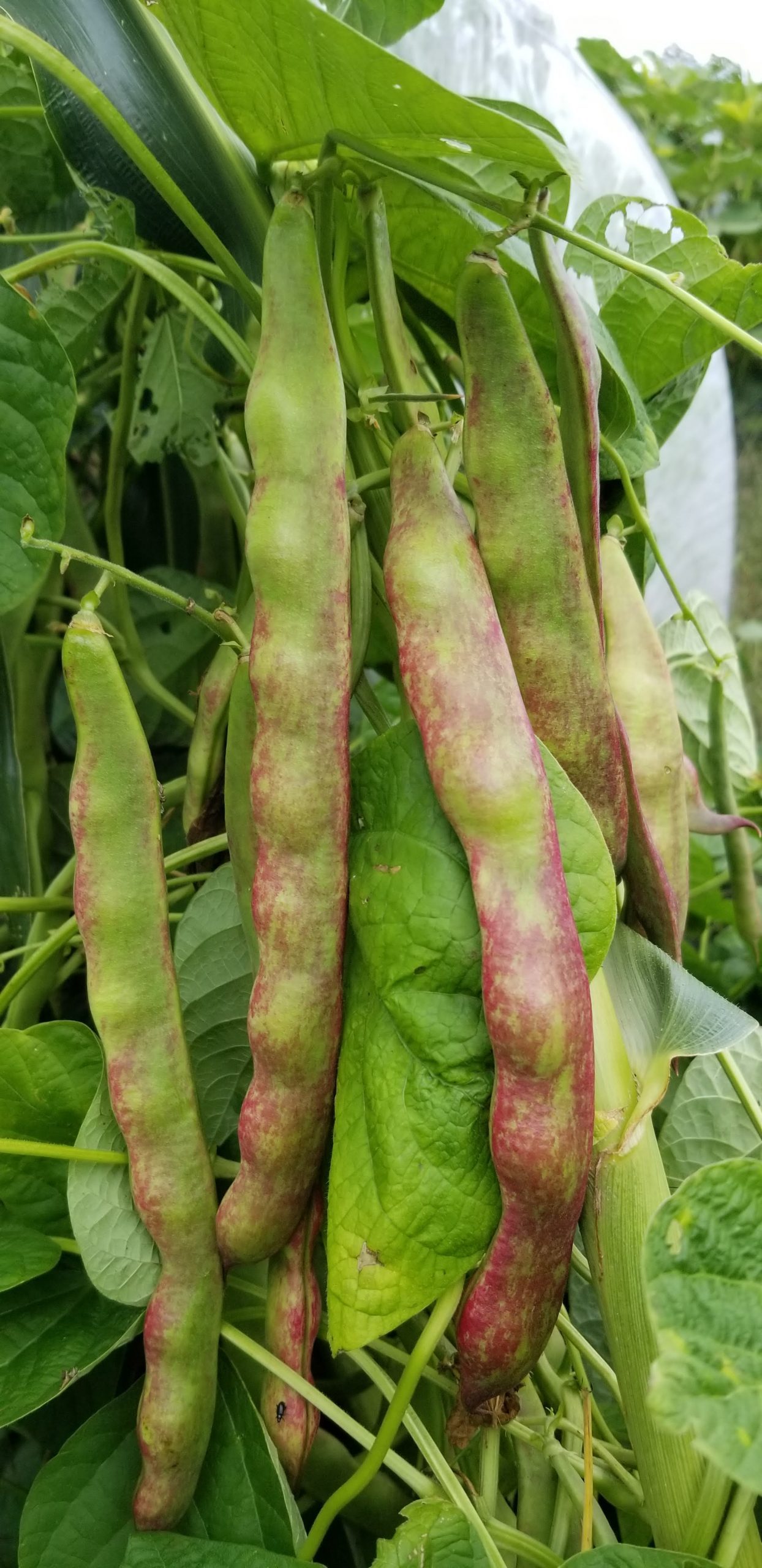 Jimenez Pole Bean - Gaia Organics