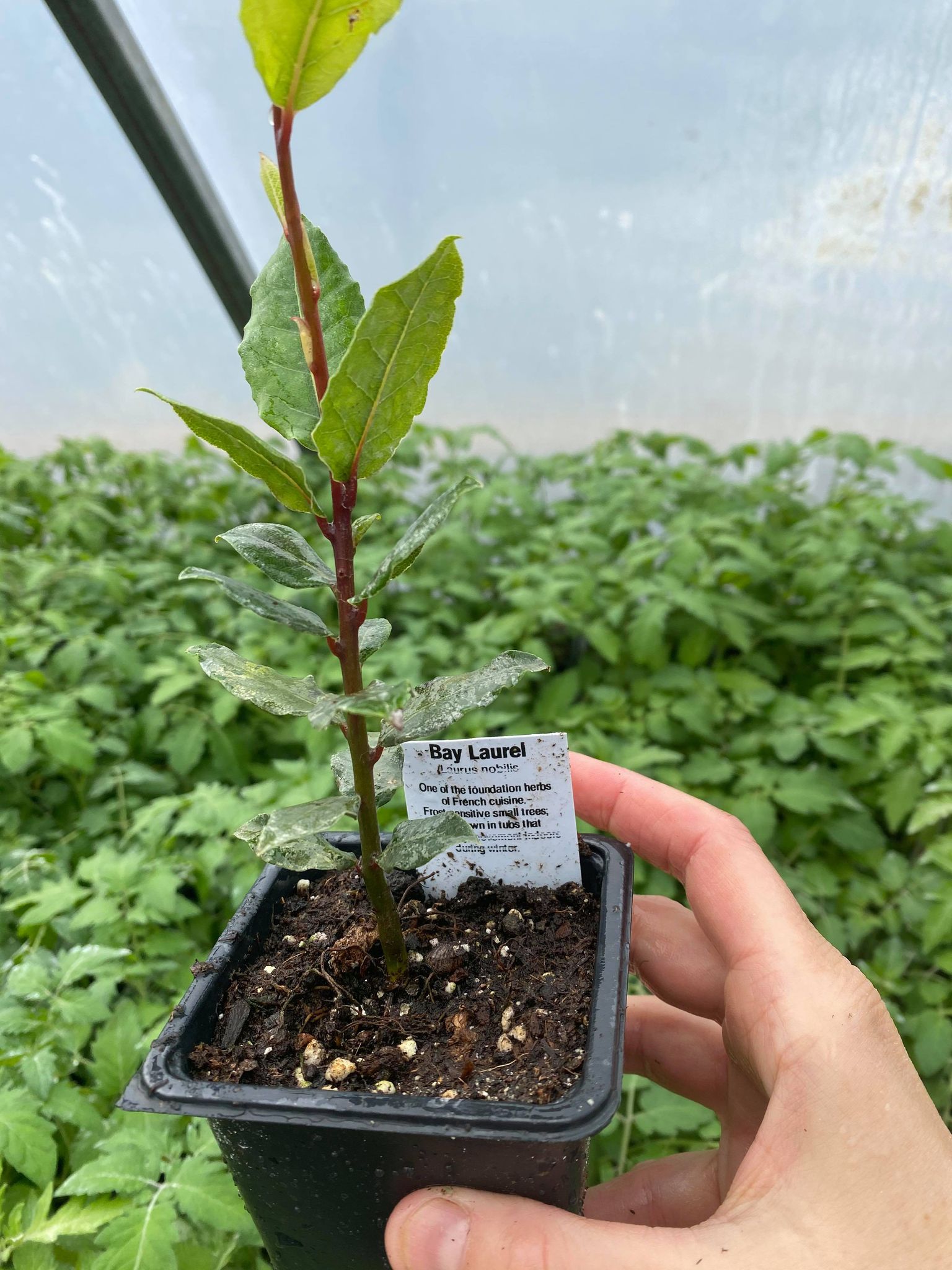 Bay Laurel - Gaia Organics