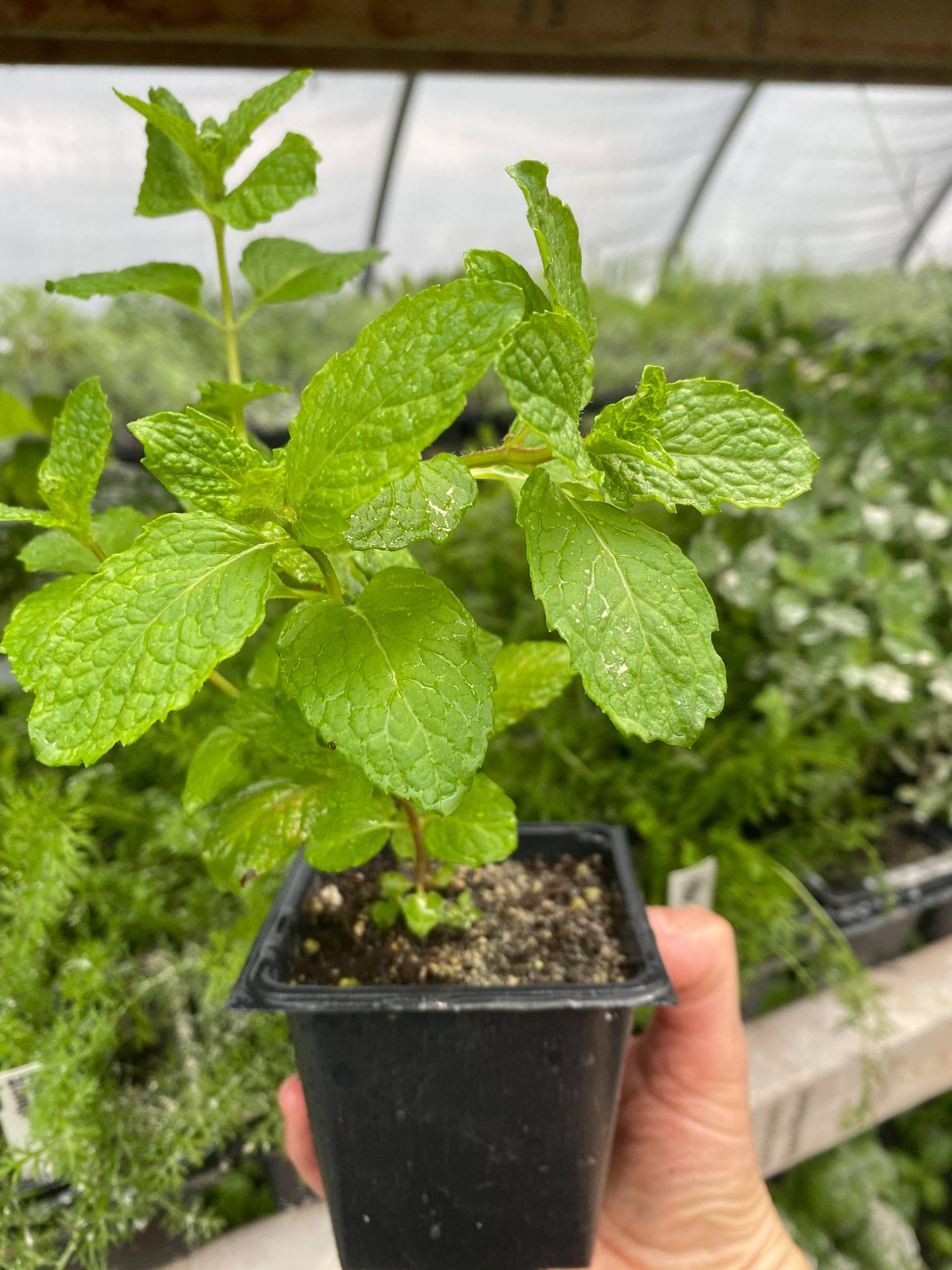 Mojito Mint - Gaia Organics