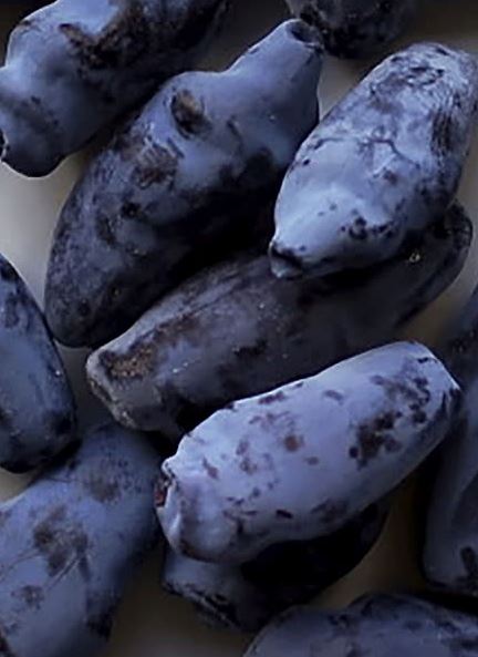 Aurora Haskap - Gaia Organics