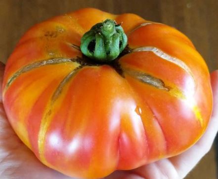 Big Rainbow Tomato - Gaia Organics