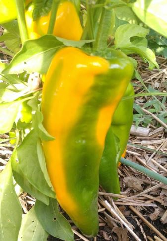 Gatherer's Gold Sweet Pepper - Gaia Organics