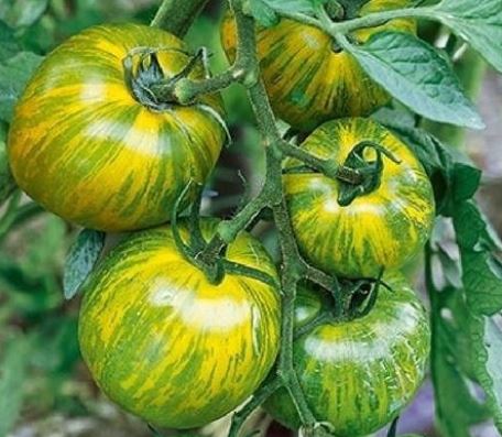 Green Zebra Tomato - Gaia Organics