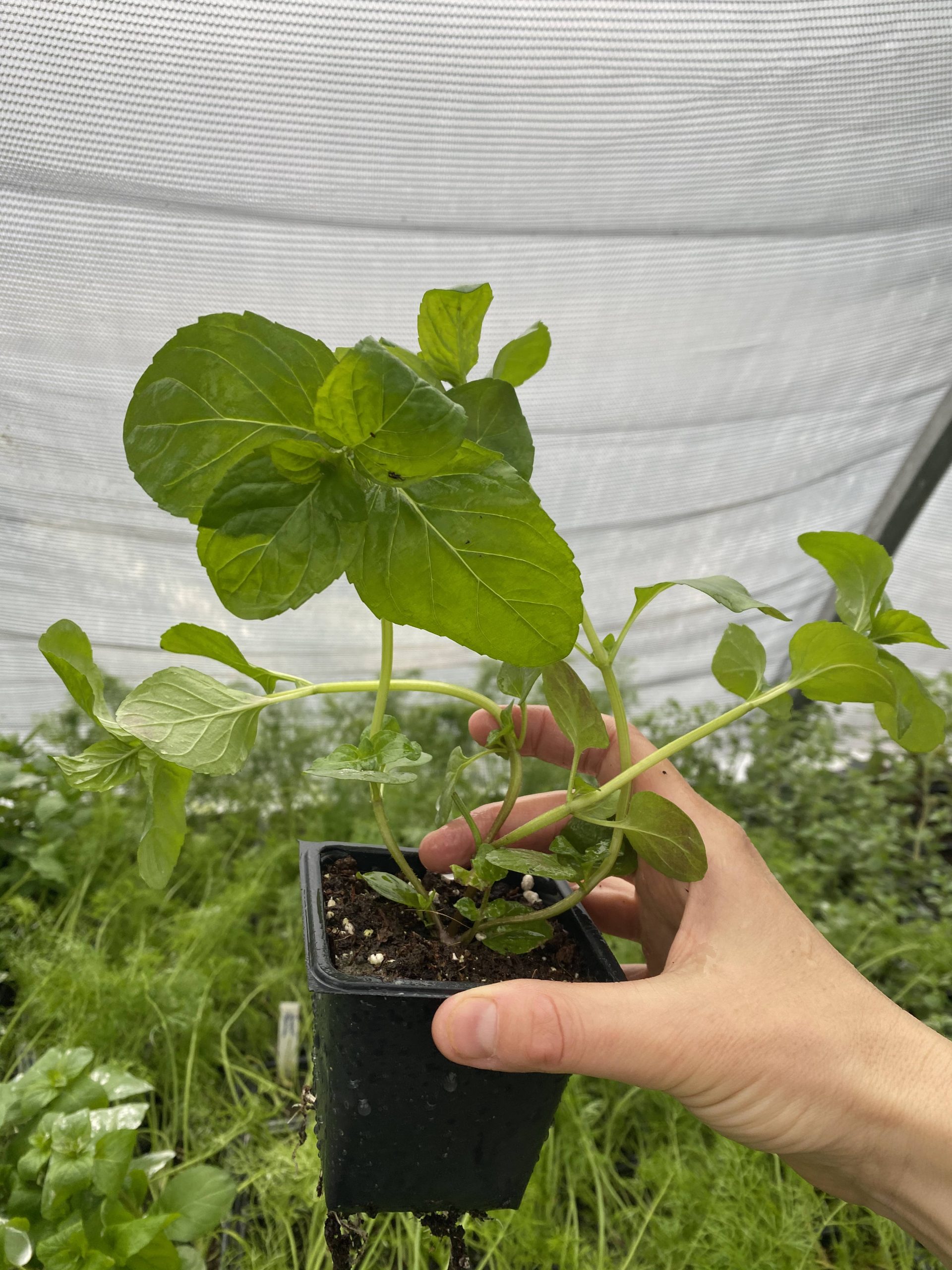 Orange Mint - Gaia Organics