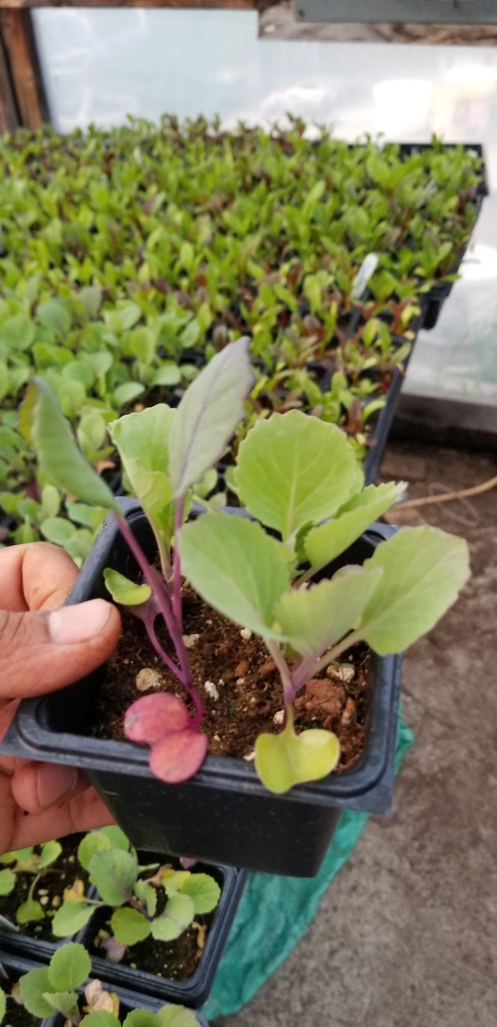 Cabbage Mix Plant - Gaia Organics