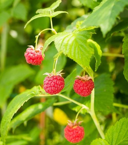 Heritage Raspberry | Gaia Organic Seeds