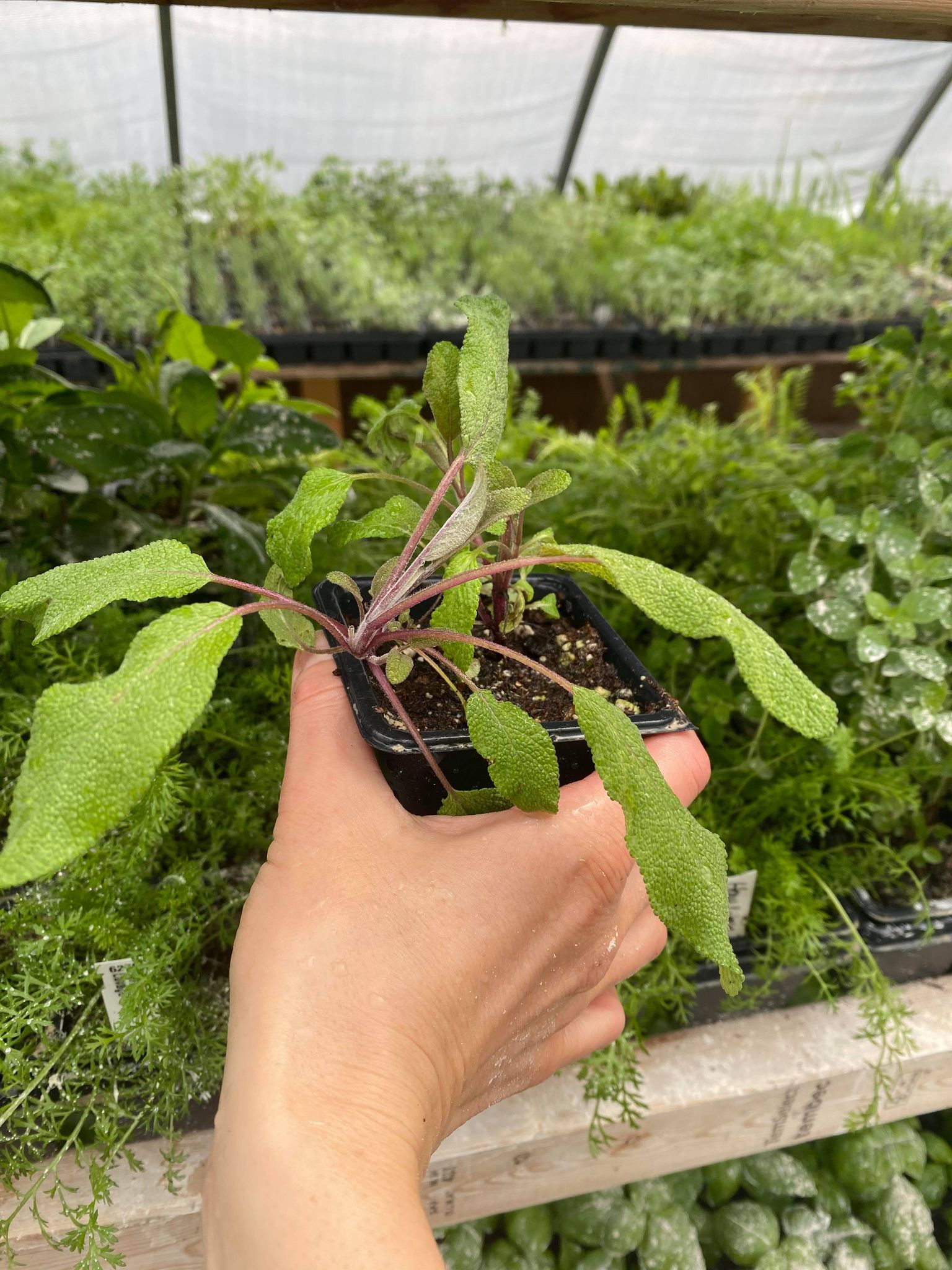 Purple Sage - Gaia Organics