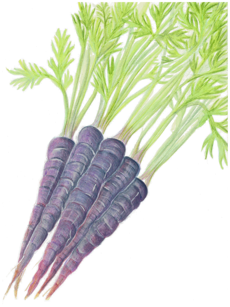 Deep Purple Carrot - Gaia Organics