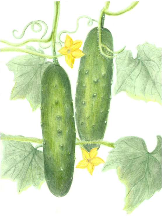 Marketmore 76 Cucumber - Gaia Organics