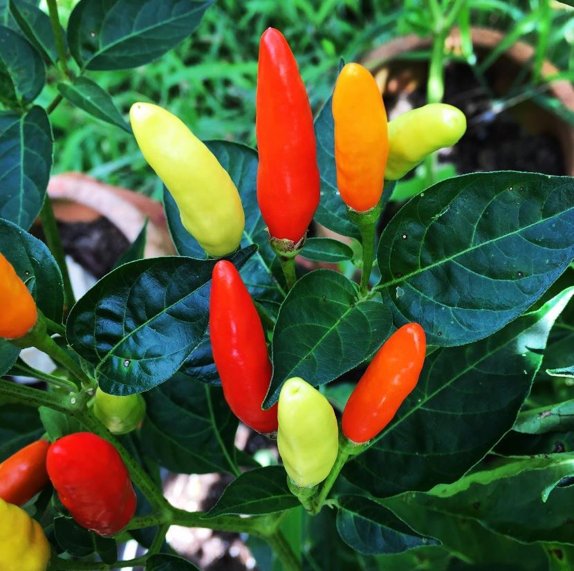 Tabasco Hot Pepper - Gaia Organics