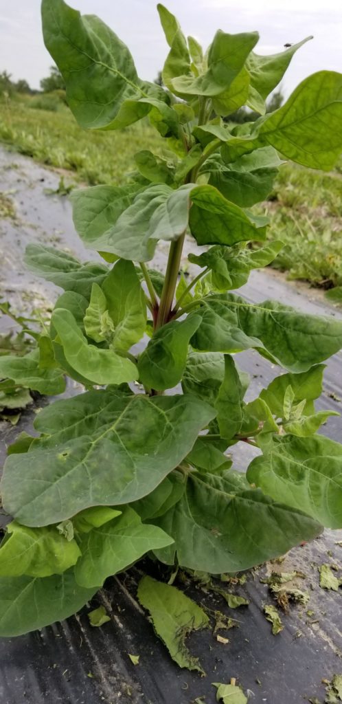 Orach - A plant profile - Gaia Organics