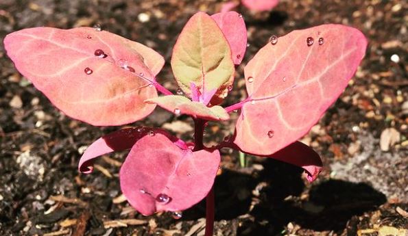 Orach - A plant profile - Gaia Organics
