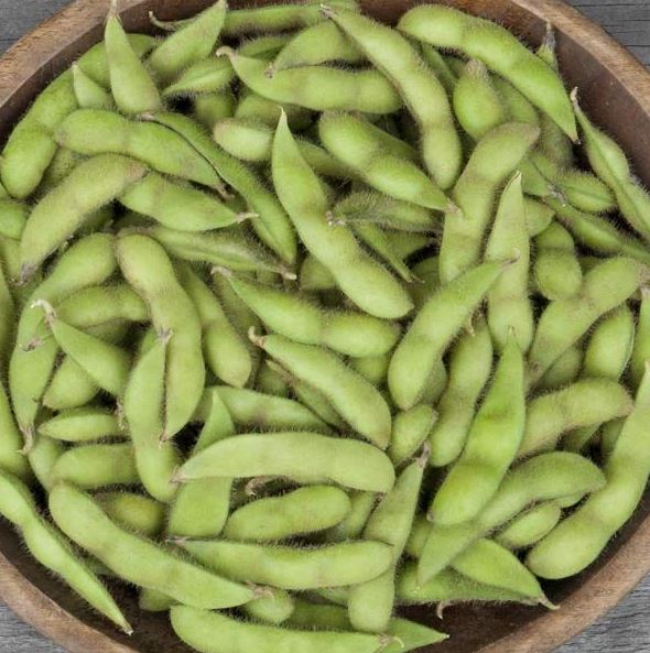 Midori Giant Soyabean - Gaia Organics