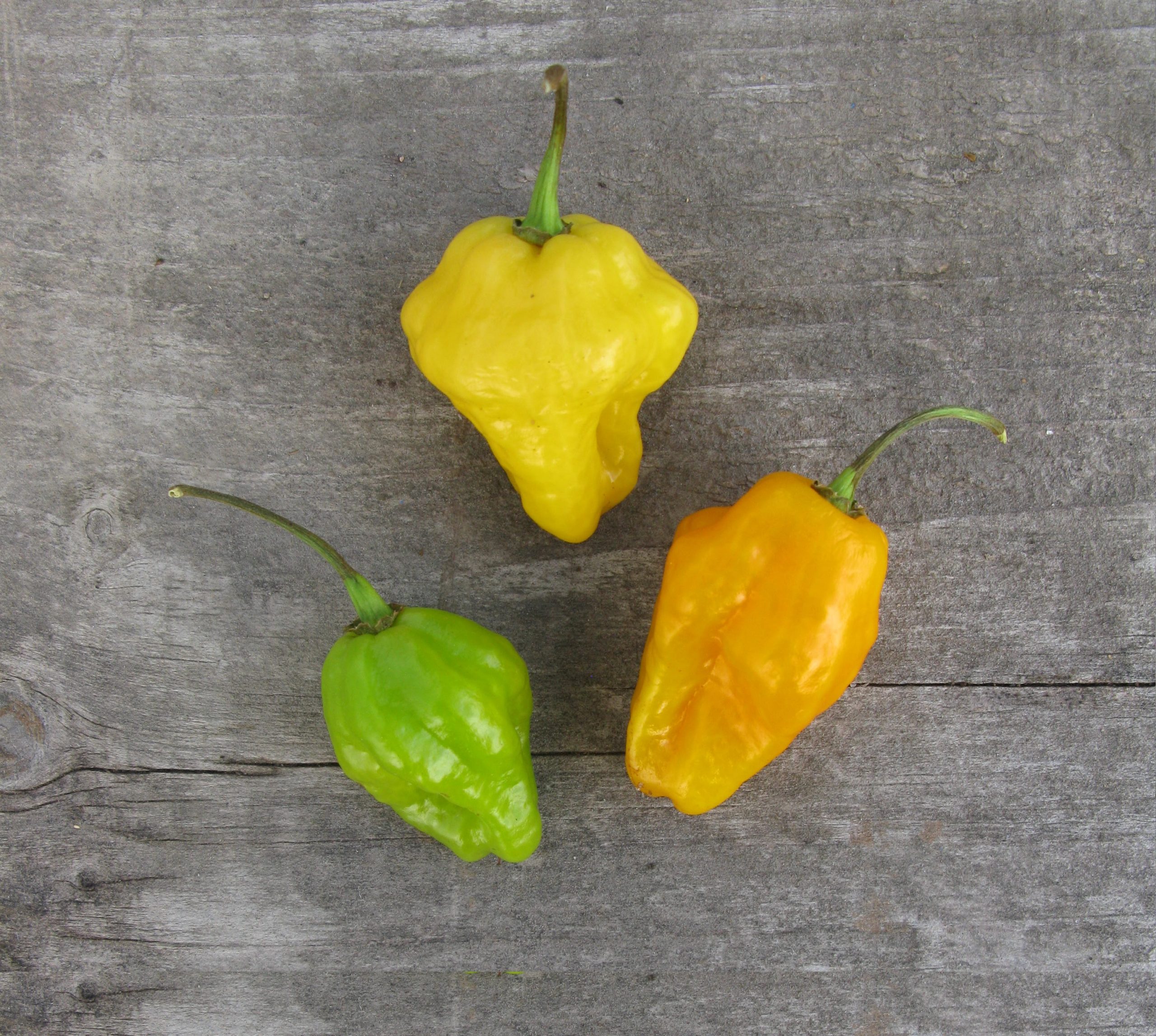 Hot Pepper highlights and growing tips - Gaia Organics