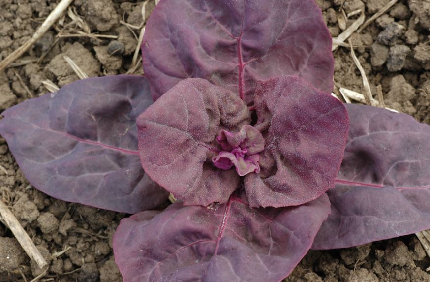 Orach - A plant profile - Gaia Organics