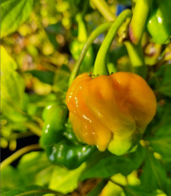 7 Pot Brain Strain - Yellow Hot Pepper - Gaia Organics