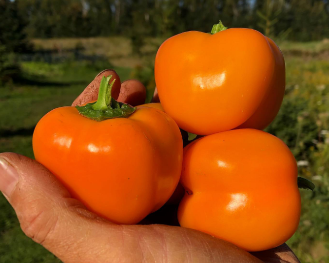 Doe Hill Sweet Pepper - Gaia Organics