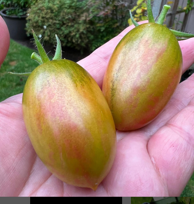 Lucky Tiger Tomato - Gaia Organics