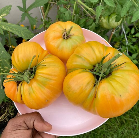 Orange Jazz Tomato - Gaia Organics