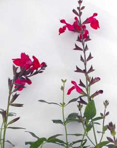 Raspberry Royale Sage - Gaia Organics