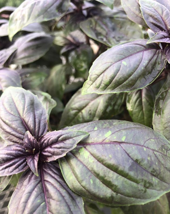 Red Genovese Basil - Gaia Organics