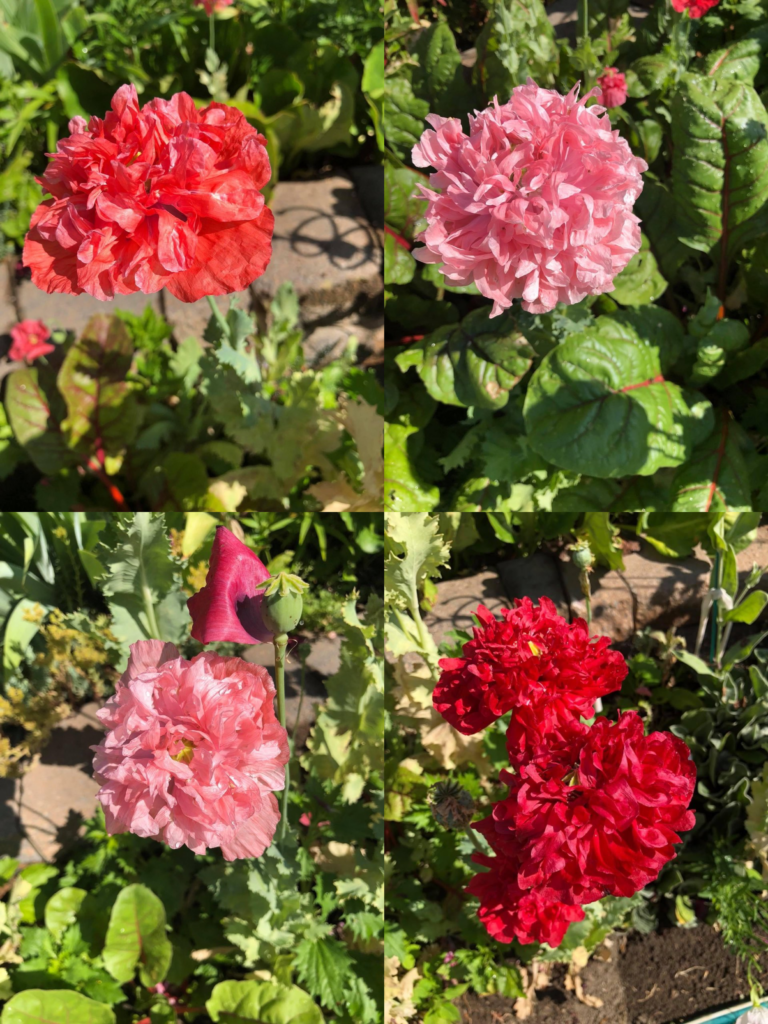 Red & Pink Double Poppy Mix - Gaia Organics