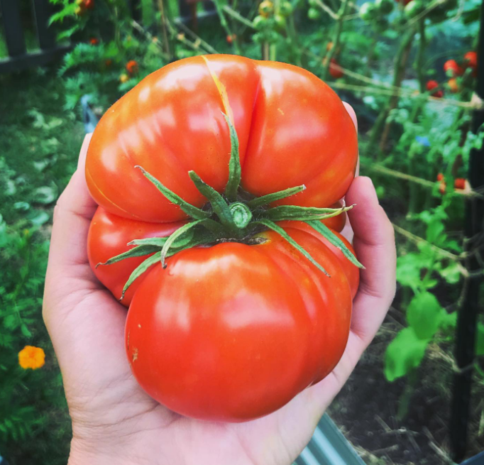 Rutgers Tomato - Gaia Organics