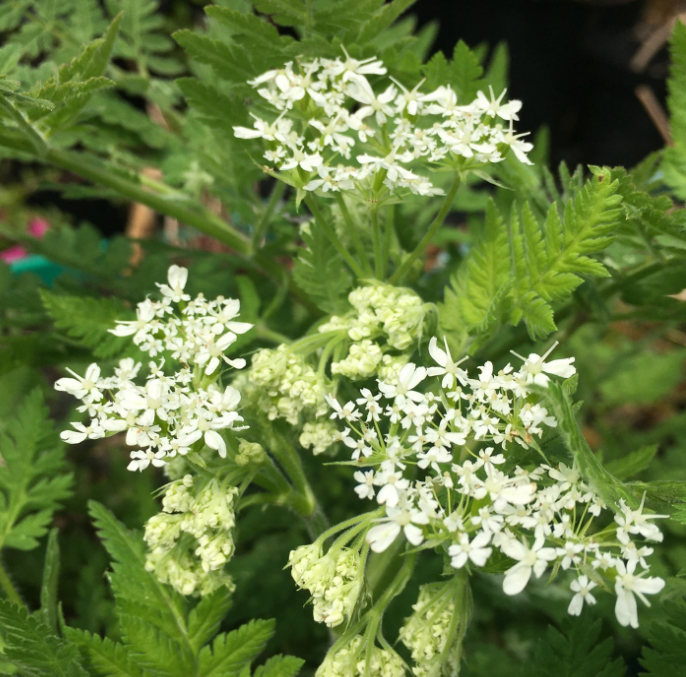 Sweet Cicely - Gaia Organics