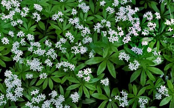 Sweet Woodruff | Gaia Organic Seeds