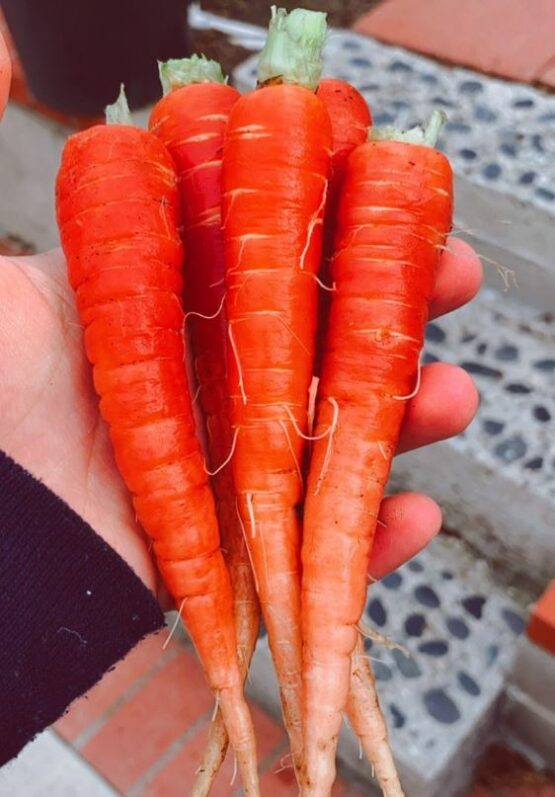 Atomic Red Carrot | Gaia Organic Seeds