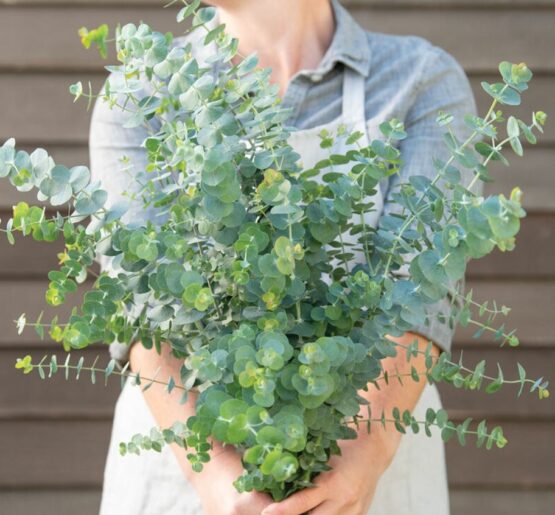 Baby Blue Bouquet Eucalyptus | Gaia Organic Seeds