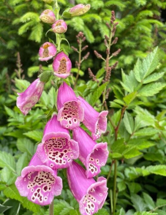 Camelot Rose Pelleted F1 Digitalis | Gaia Organic Seeds