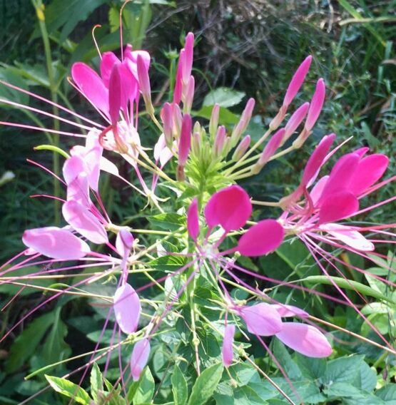 Cherry Queen Cleome | Gaia Organic Seeds