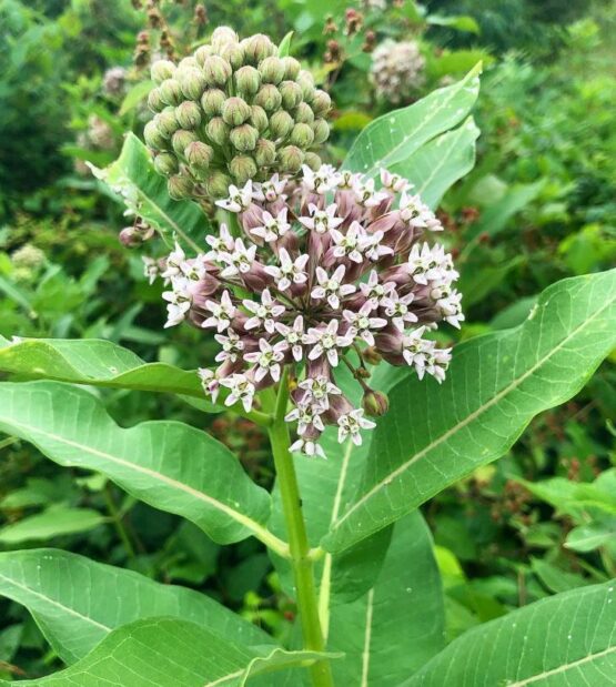 Common Milkweed - Gaia Organics